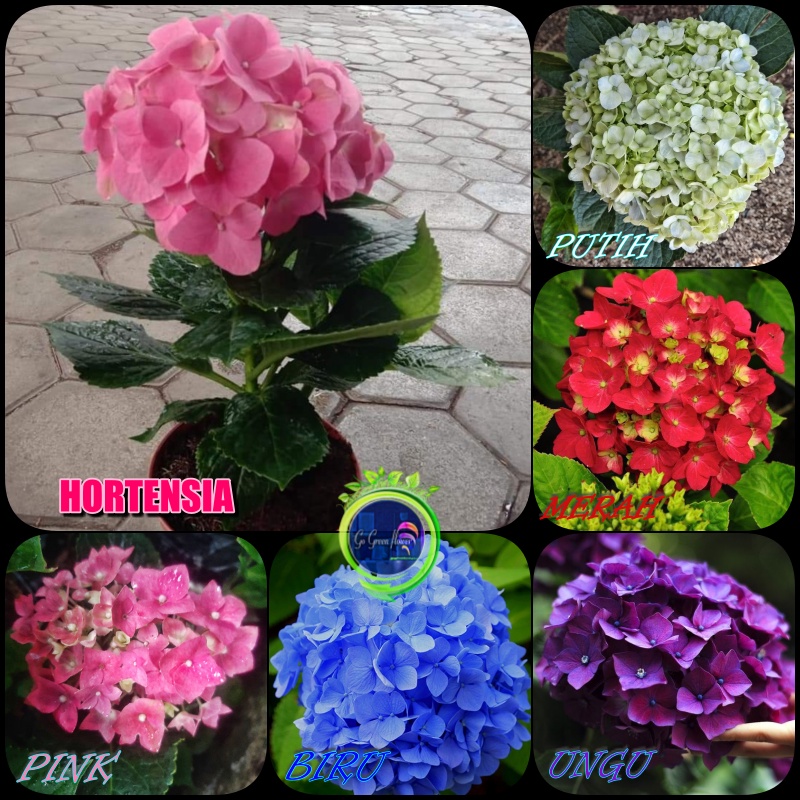 Jual BUNGA PANCA WARNA HORTENSIA hydrange BUNGA BOKOR TANAMAN HERBAL ...