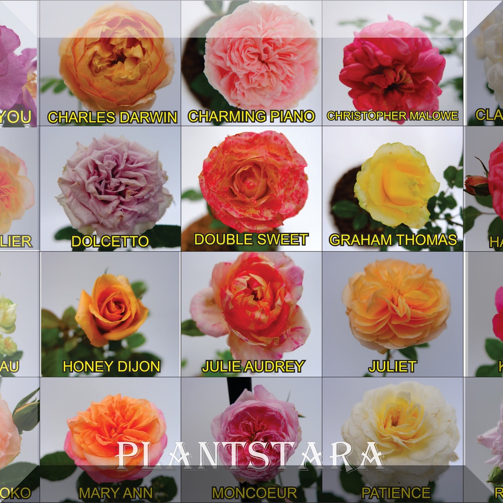 Jual Tanaman Hidup Bibit Bunga Mawar import Hidup-Mawar wangi-Mawar ...