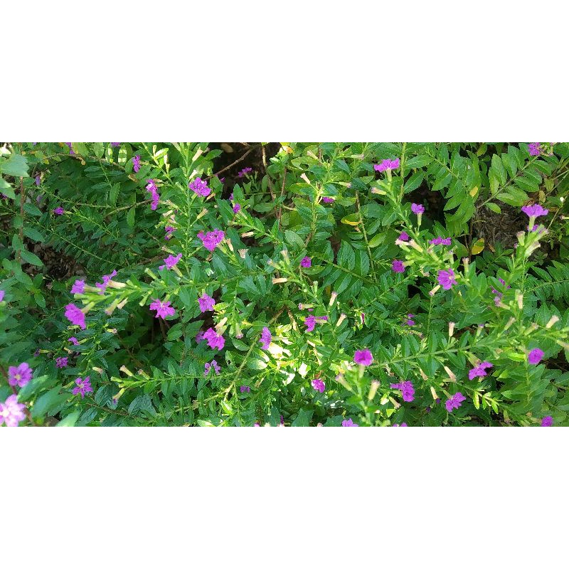 Jual Tanaman Hias Bunga Taman Taiwan Beauty Ungu / Putih - Cuphea ...