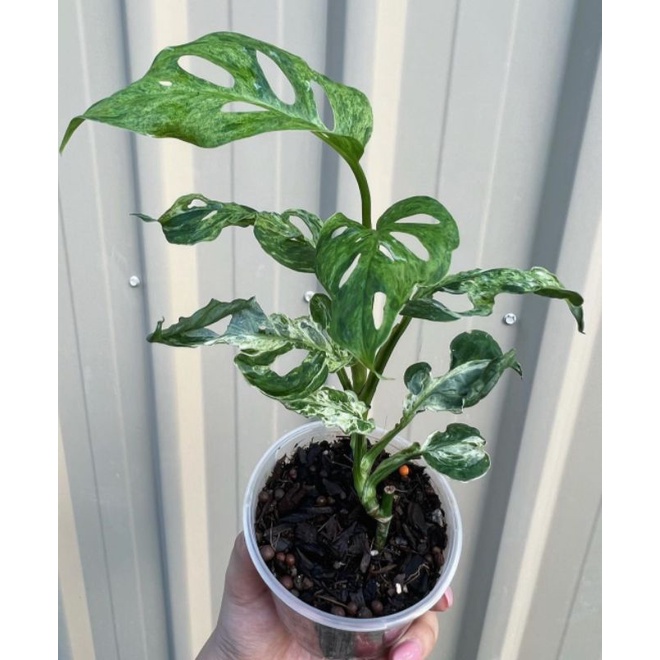 Jual Monstera Adansonii Variegata Indonesian Marble || ORIGINAL ...