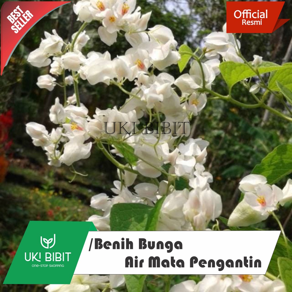 Jual ( 10 Gram ) Benih Bunga Air Mata Pengantin AMP ( Putih ) | Shopee ...