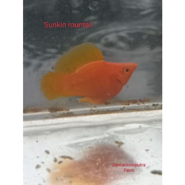 Jual molly balon sunkis roundtail | Shopee Indonesia