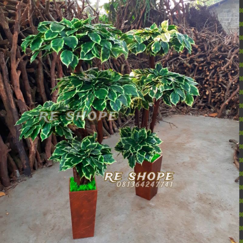 Jual Bonsai Simfu tinggi 150cm/1 pohon ada 4 Susun Bunga Hias Pohon ...