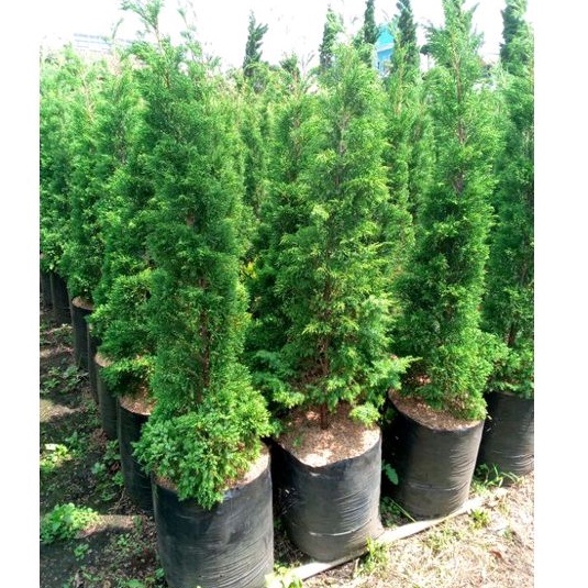 Jual Pohon Cemara Pua Pua(Cupressus papuanus) T_100cm ,. | Shopee Indonesia