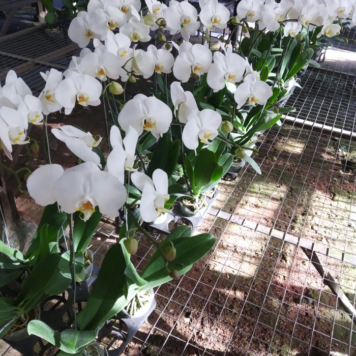 Jual Benih Anggrek Bulan (Berbunga) | Shopee Indonesia
