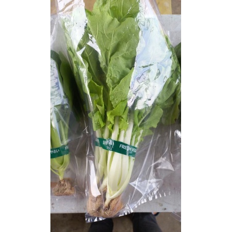 Jual Sayur Sawi Samhong King Sawi keriting hidroponik | Shopee Indonesia