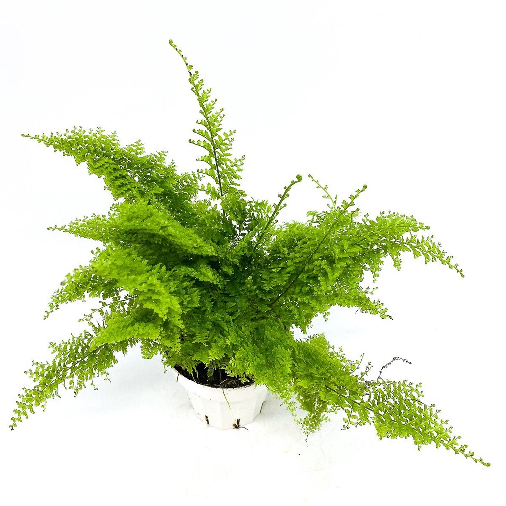 Jual Tanaman Daun PAKIS EMBUN - Tanaman Hias Hidup Pakis Embun Sangat ...