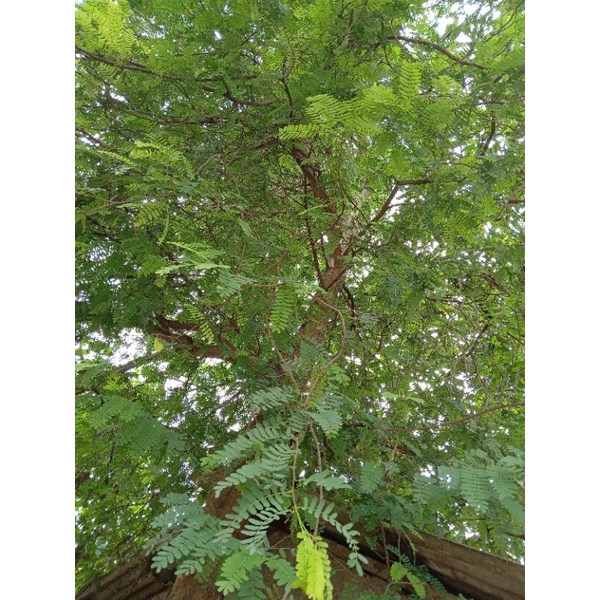 Jual DAUN ASAM SINOM /ASEM JAWA 250 GR READY | Shopee Indonesia