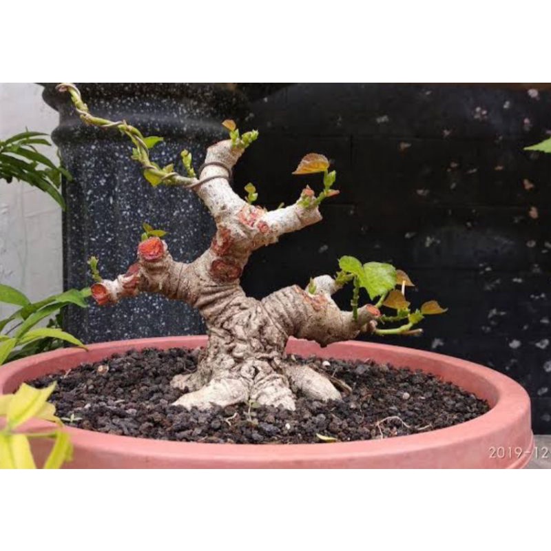 Jual Bahan Bonsai Mame Waru Lokal Stek Batang Shopee Indonesia 9838