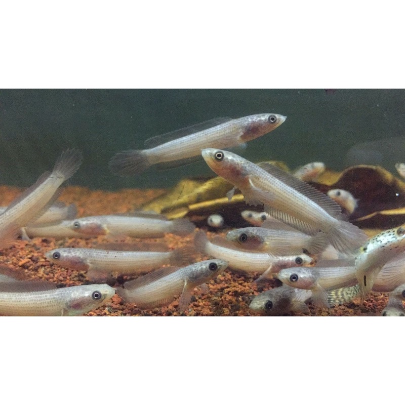 Jual channa limbata leucistic 7-8 cm | Shopee Indonesia