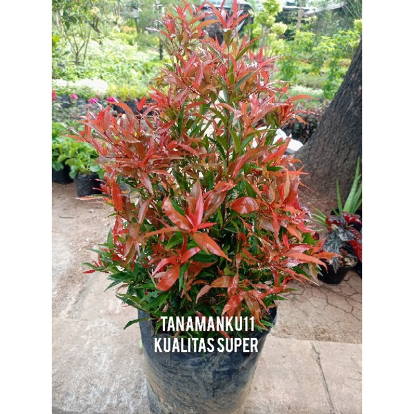 Jual tanaman pucuk merah kualitas super rimbun big 55 cm | Shopee Indonesia