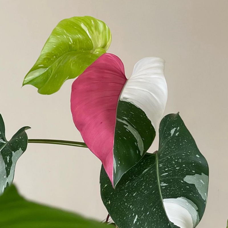 Jual Tanaman Hias Philodendron White Princess / Philo whit princes tri ...