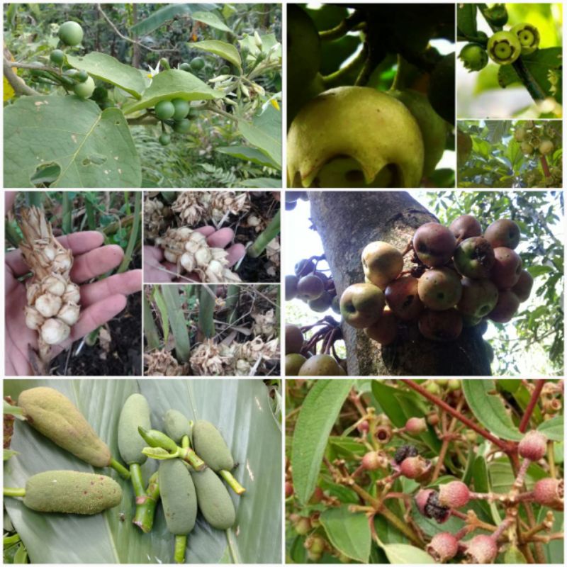 Jual Paket buah herbal segar (gondang, takokak, babal, jambu tangkalak ...