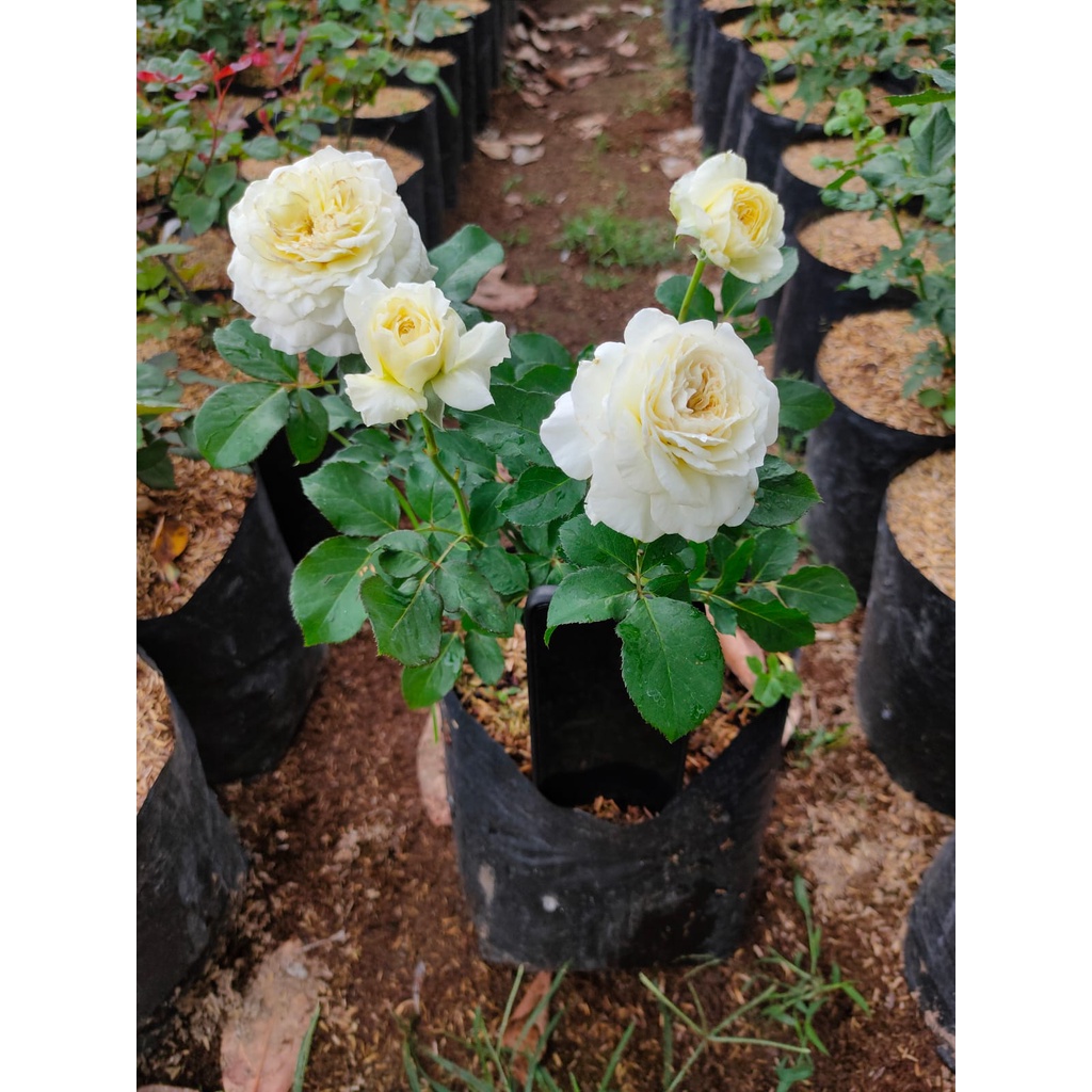 Jual Tanaman Hidup Bunga Mawar Import Indukan Patience | Shopee Indonesia