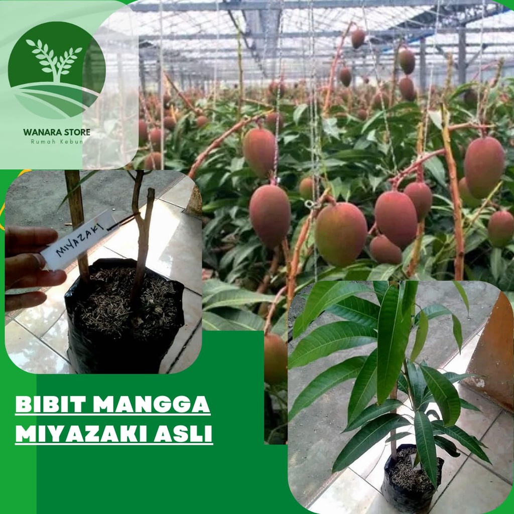 Jual Bibit Mangga Miyazaki Original Cepat Buah | Shopee Indonesia