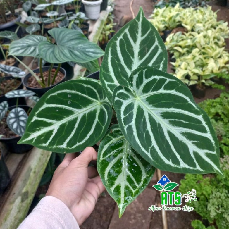 Jual tanaman anthurium dorayaki silver ukuran dewasa - anthurium ...