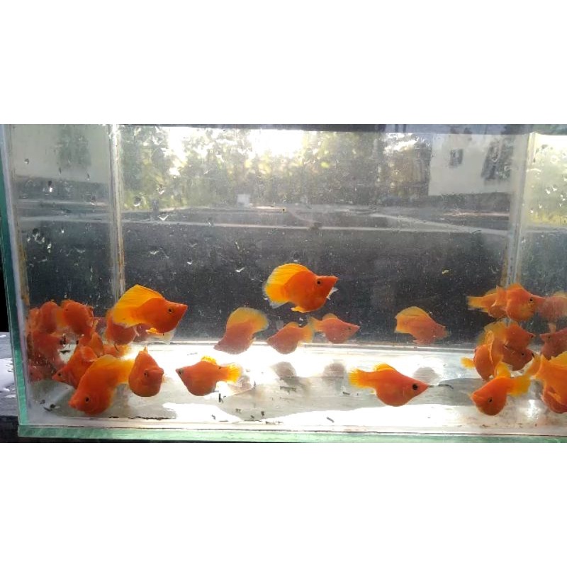 Jual molly balon sunkis roundtail | Shopee Indonesia