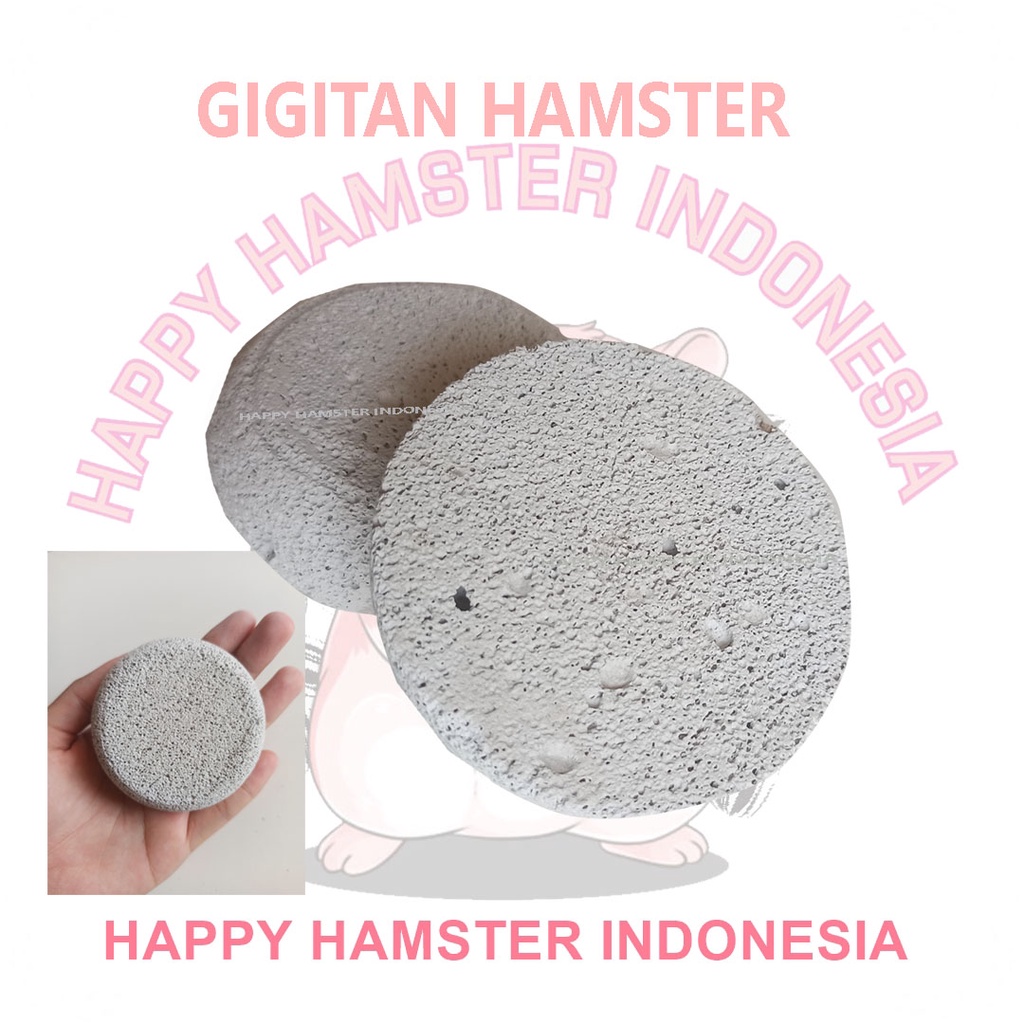 Jual [HHI] MOLAR HAMSTER GERBIL RATS / GIGITAN HAMSTER BURUNG RATS ...