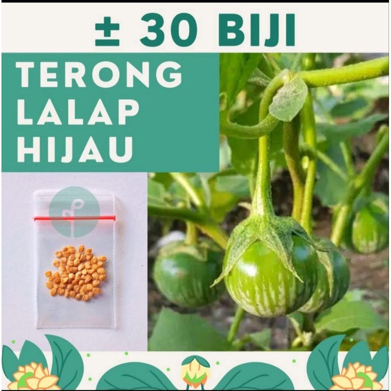 Jual ±30 Benih Bibit Terong Lalap Hijau Super Kenari Sayuran Bintang ...