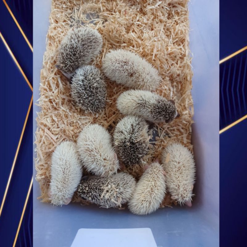 Jual Landak mini anakan jenis albino,pinto,saltpaper,tobiano,cinnicot ...