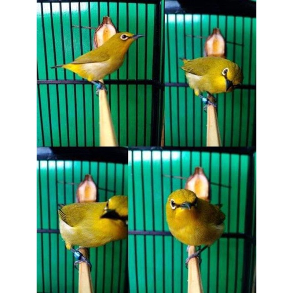 Jual PLECI DAKUN JANTAN PILIHAN (rawatan) | Shopee Indonesia