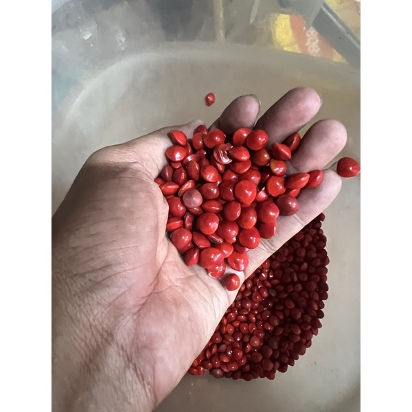 Jual biji saga (biji merah) | Shopee Indonesia