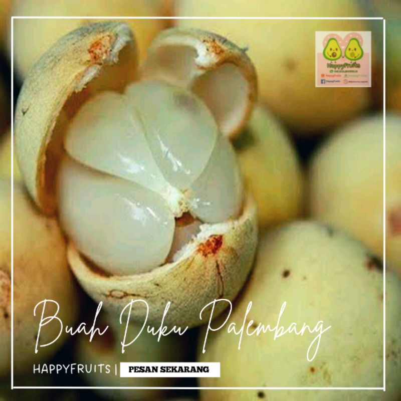 Jual BUAH DUKU PALEMBANG HAPPYFRUITS 1KG | Shopee Indonesia