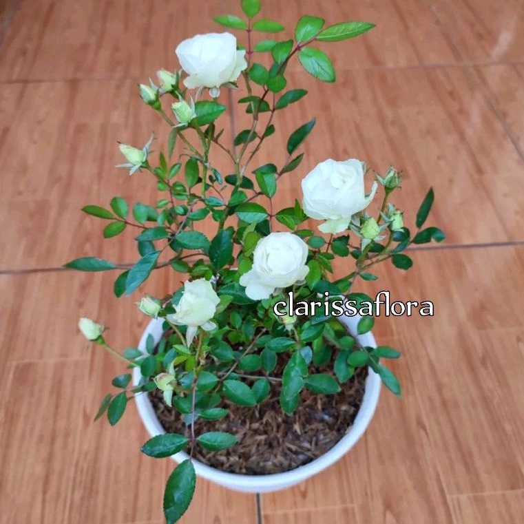 Jual (bisa cod) promo tanaman hias mawar baby rose putih | Shopee Indonesia