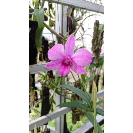 Jual ANGGREK SPESIES CLARAT ,T: 30-50 CM + MEDIA | Shopee Indonesia