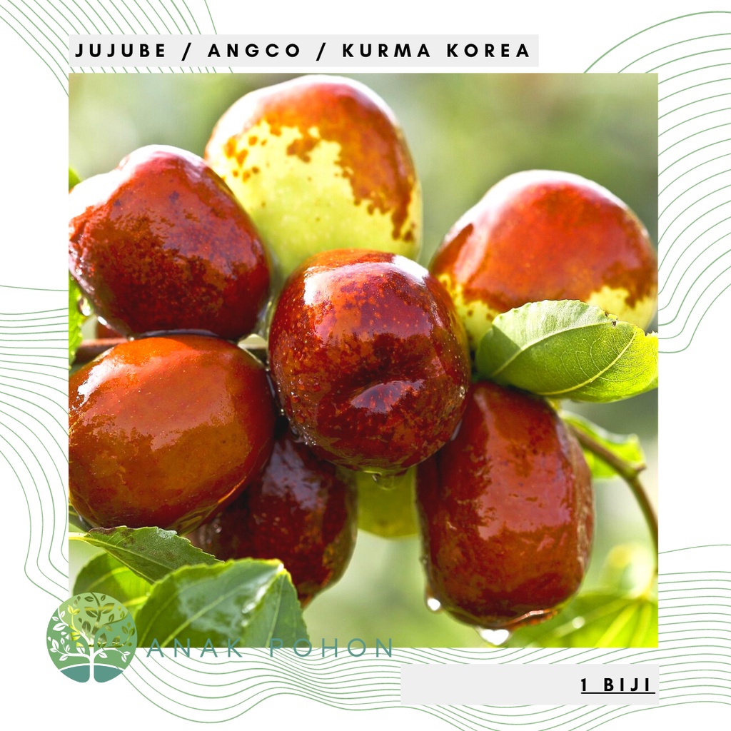 Jual Benih Bibit Biji - Buah Jujube Angco Kurma Korea Kurma China ...