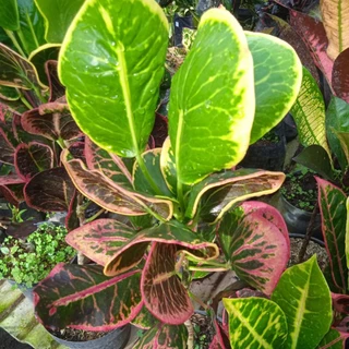 Jual Bunga Pagoda Terlengkap & Harga Terbaru Mei 2024 | Shopee Indonesia