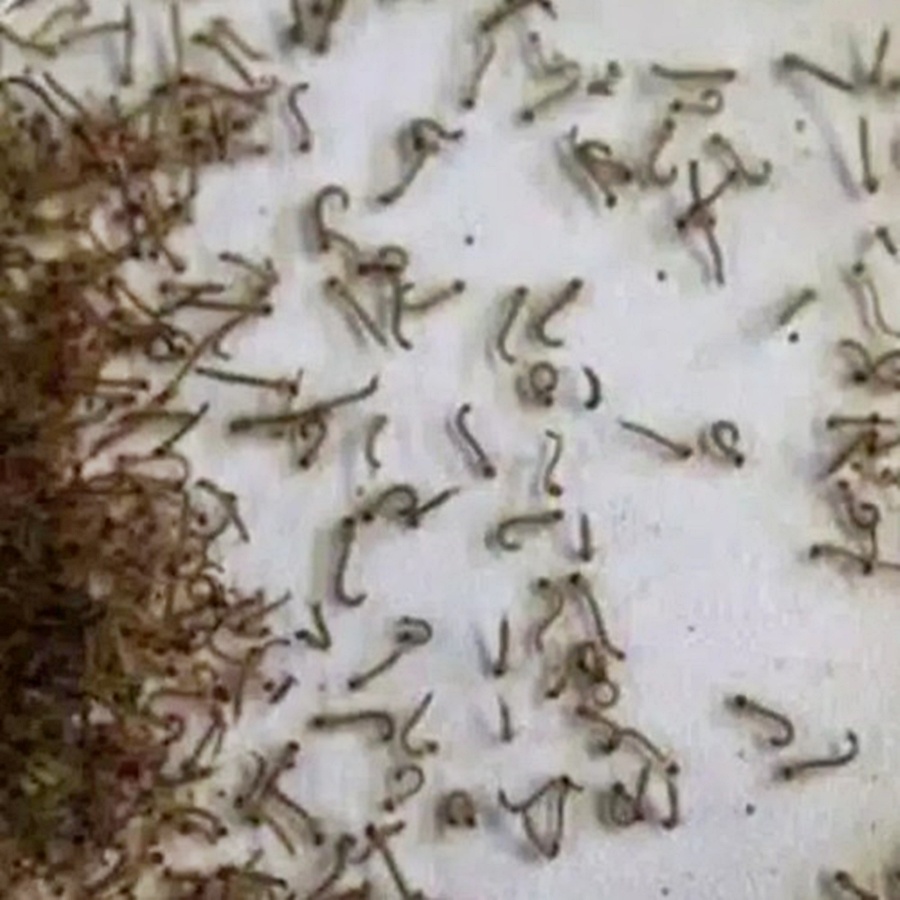 Jual PAKAN HIDUP JENTIK NYAMUK / ENCU / UGET CUPANG GUPPY BABY CHANNA LARVA IKAN CIREBON KOTA ...