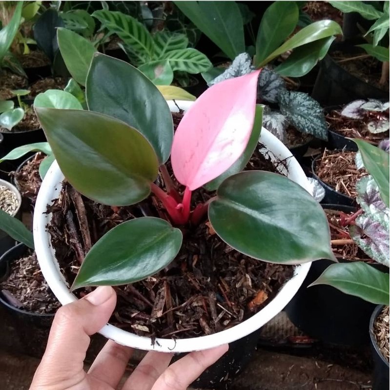 Jual philo pink congo - philo - philodendron congo pink - tanaman hias ...