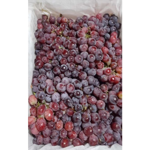 Jual BUAH ANGGUR MERAH RED GLOBE 1000gr | Shopee Indonesia