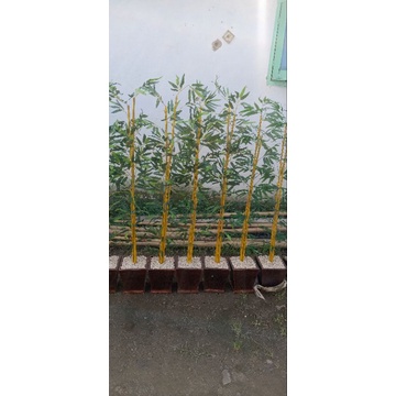 Jual Pohon Bambu kuning lurus+daun non pot,harga yang tertera perbatang ...