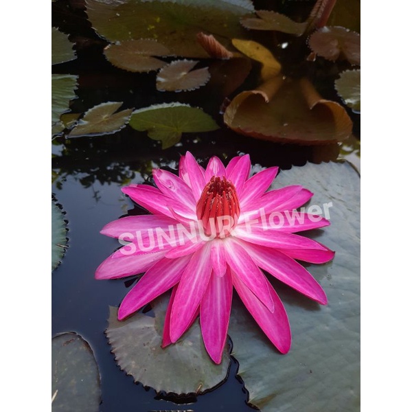 Jual Bibit bunga teratai hidup berbunga, tanaman hias air, Water lily ...
