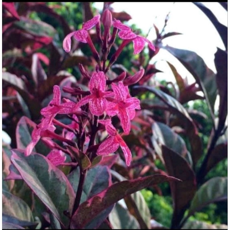 Jual tanaman hias herbal erpah/ melati Jepang merah | Shopee Indonesia