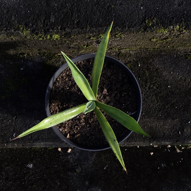 Jual Tanaman Agave Sisalana Ukuran Kecil | Shopee Indonesia