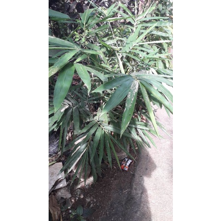 Jual bambu nagin bambu mini sudah rimbun | Shopee Indonesia