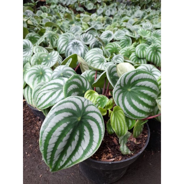 Jual Tanaman Peperomia Watermelon / Argyreia Watermelon Peperomia (Daun ...