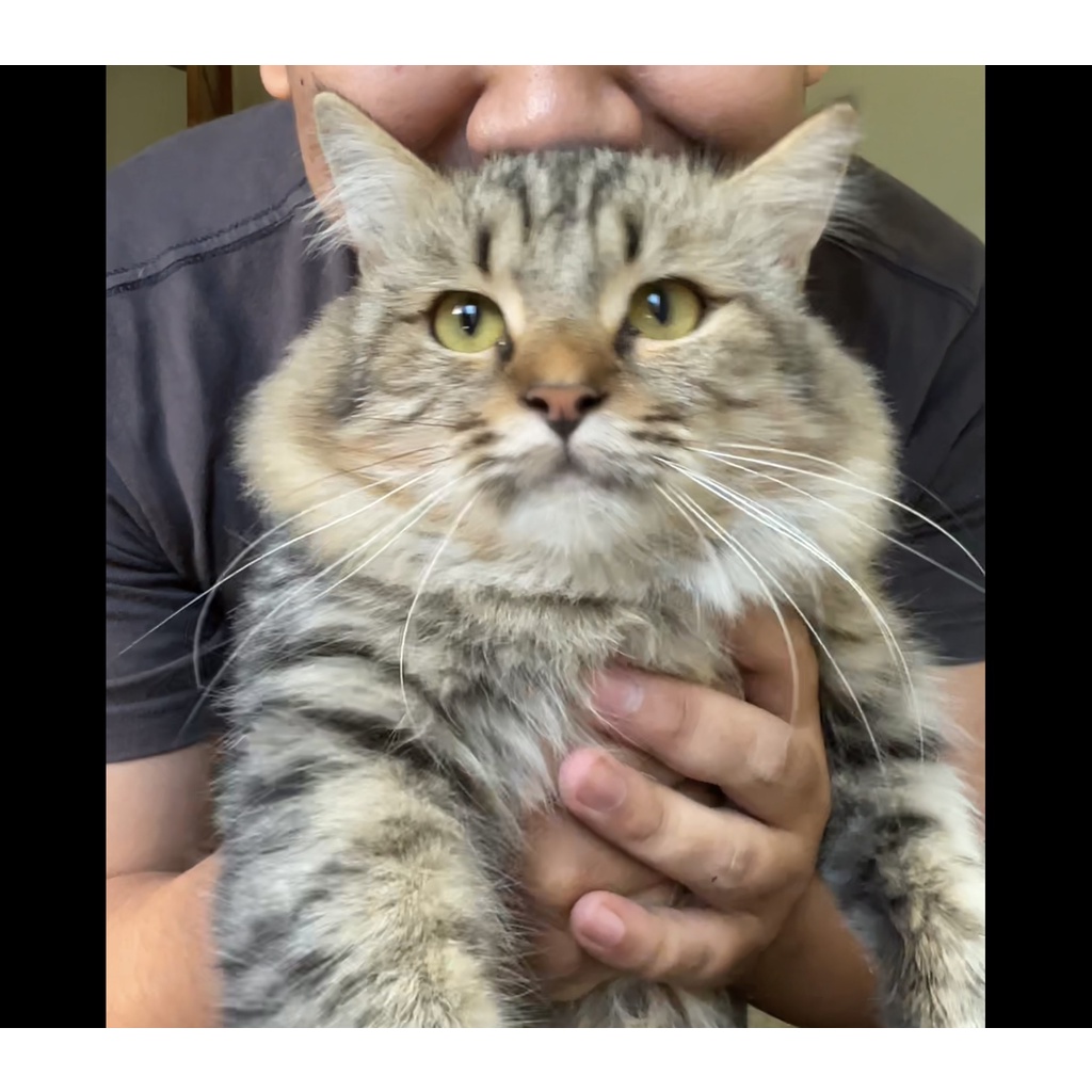 Jual POSTER KUCING SKU002 | Shopee Indonesia