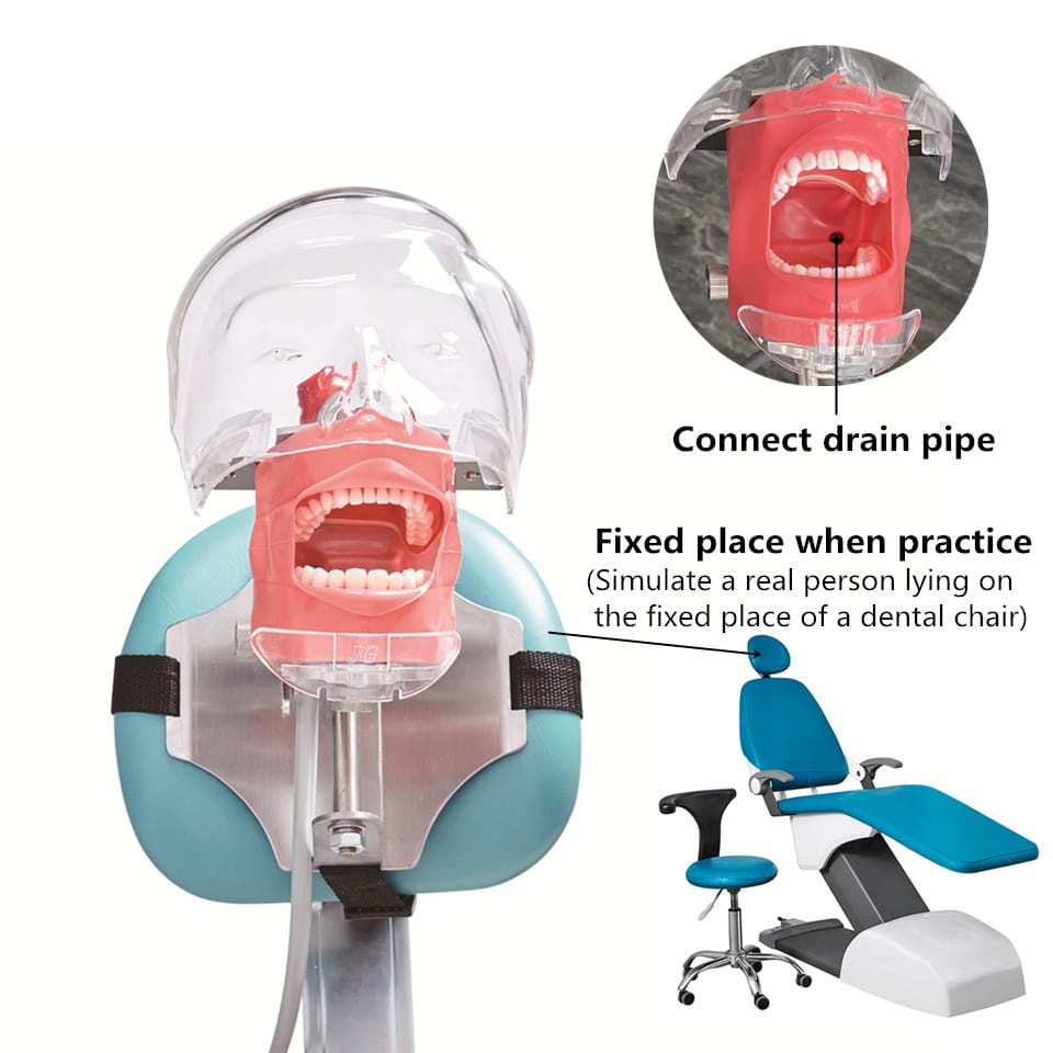 Jual Head Model Dental Simulator - Simulator Dokter Gigi | Shopee Indonesia