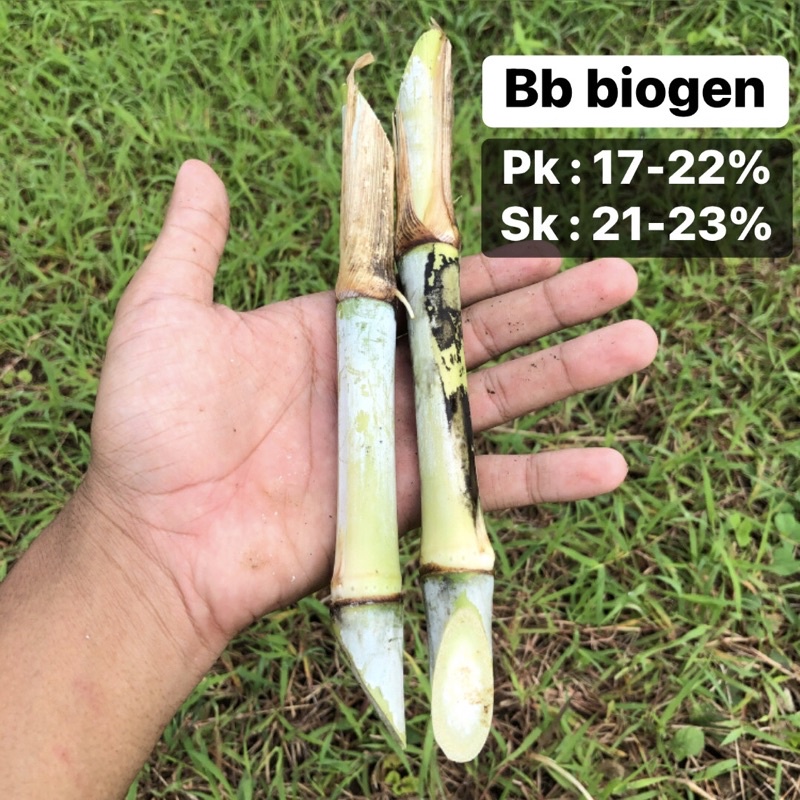 Jual 1 kg bibit rumput Biovitas BB Biogen untuk pakan ternak | Shopee ...