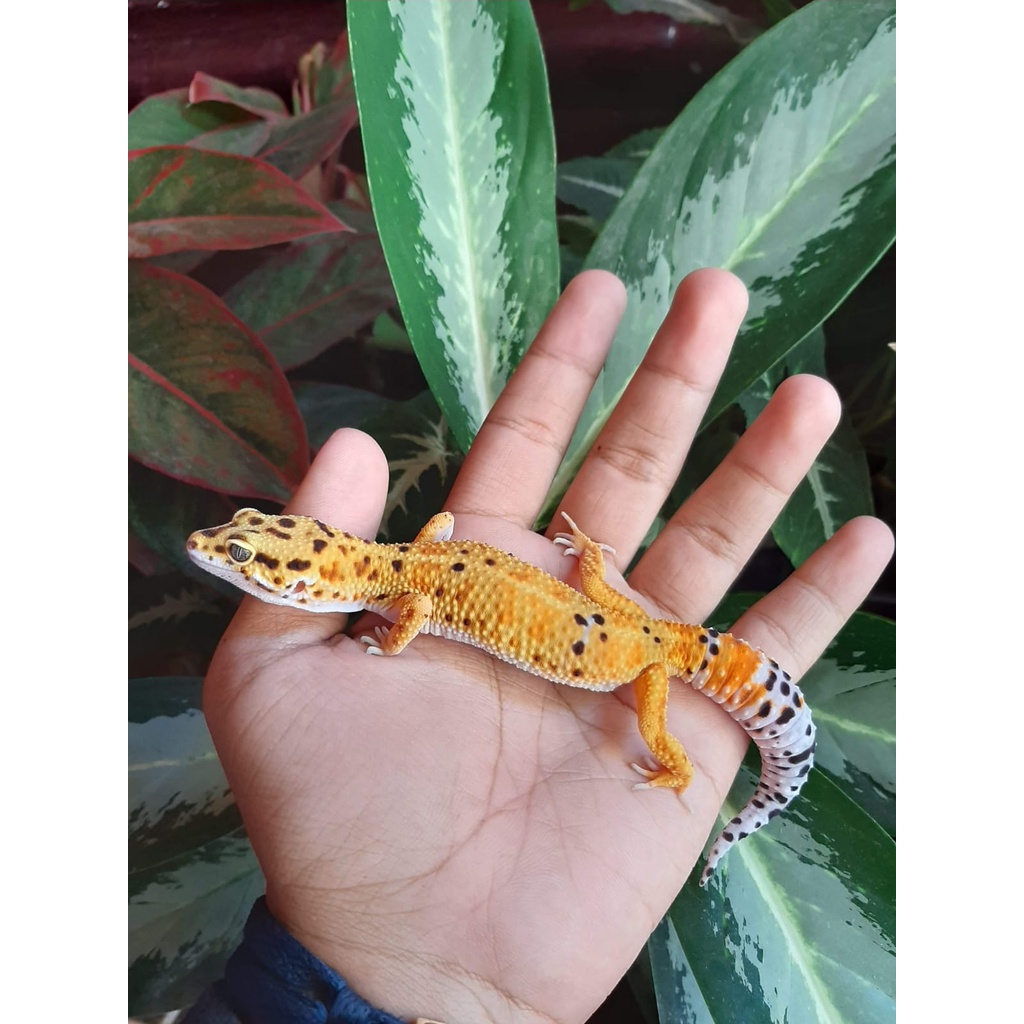Jual LEOPARD GECKO TANGERINE PH RAPTOR (Adult) | Shopee Indonesia