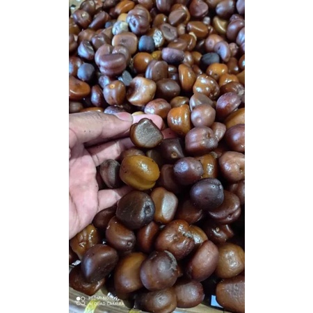 Jual Biji salak pondok isi 100 butir/biji Salak/bibit pohon salak/salak ...