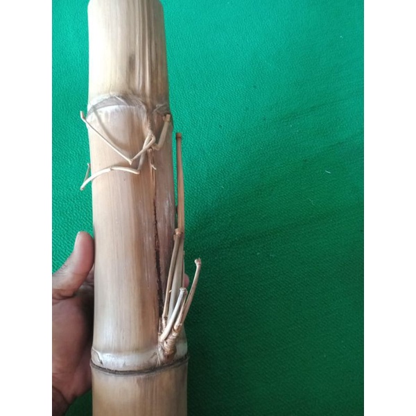 Jual bambu petuk jalu | Shopee Indonesia