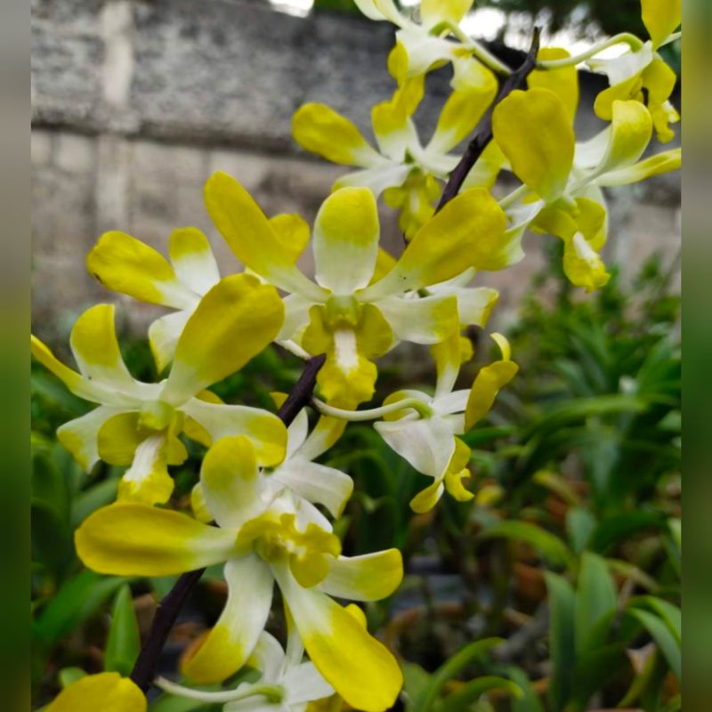 Jual Anggrek Dendrobium Banana Royal | Wangi,Pohon Rimbun | Shopee ...