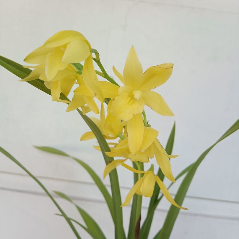 Jual Tanaman Hias Anggrek Golden Boy kuning - Anggrek Tanah kuning ...