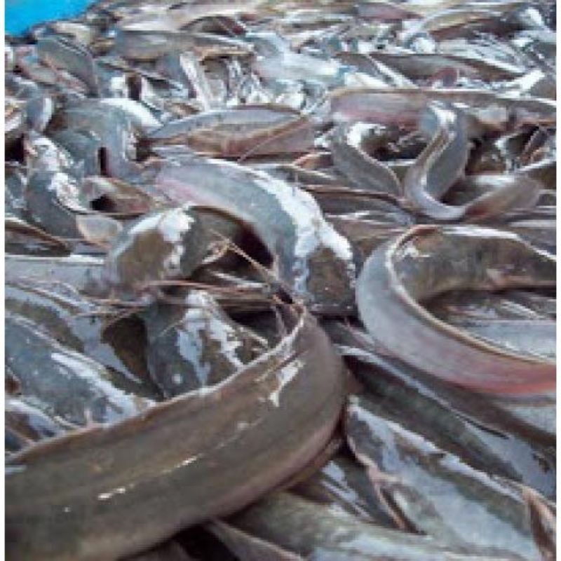 Jual ikan lele fresh hidup | Shopee Indonesia