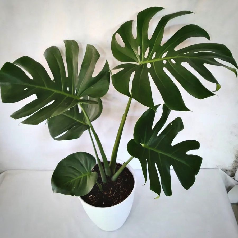 Jual tanaman hias monstera king Daun Besar | Shopee Indonesia Jual tanaman hias monstera king Daun Besar | Shopee Indonesia